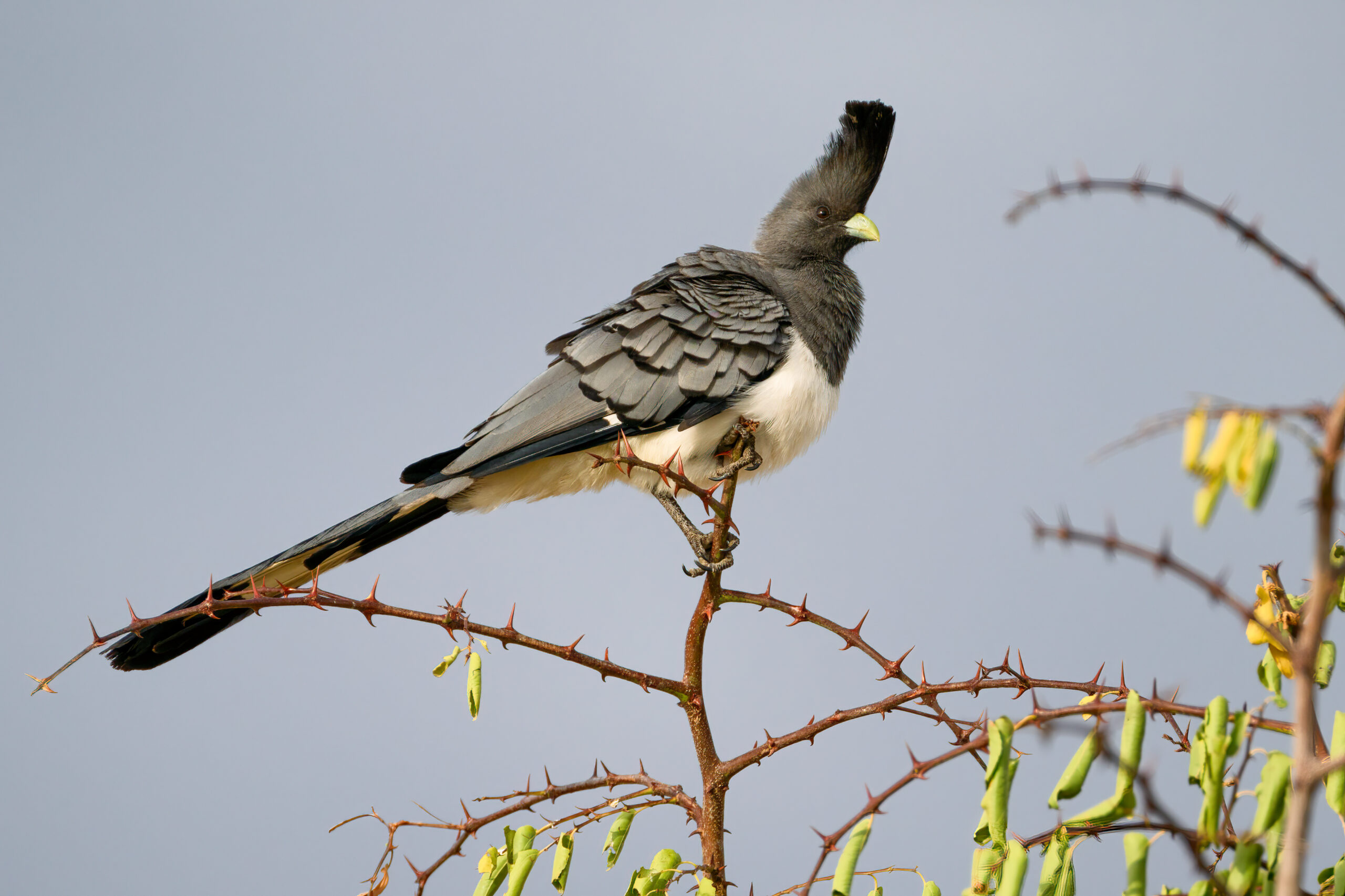 ‘Land of Origins’ Ethiopia Birding Tour – Sustainable Birding